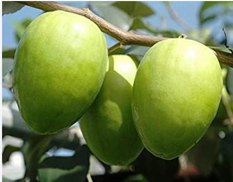 Green view "Elaichi Variety Ber Jujube "Grafted hybrid - 1 Healthy Live ...