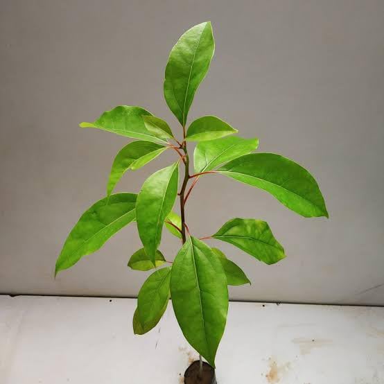 S. D ENTERPRISE Organic Kapur/Camphora Tree Plant : Amazon.in: Garden ...