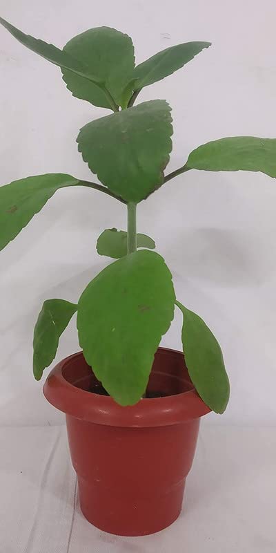 Royal Gardens Pathar chatta/Bryophyllum pinnatum/cathedral bells/Goethe ...