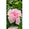 Amazon.com : Sandys Nursery Online Mandevilla Double Pink Blush Starter ...