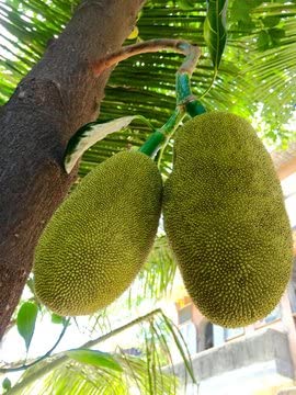 SelfLine | Live Jackfruit / Kathal Plant / Jack Tree Fruit Plant ...