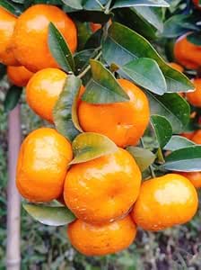 Rare Sweet China Orange (Santra Grafted) Fruit Plant Orange Orignal ...