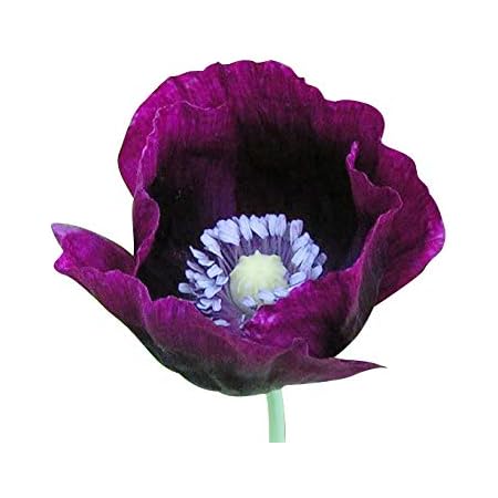 Amazon.com : 500 DANISH FLAG POPPY (Queens Poppy) Papaver Somniferum ...
