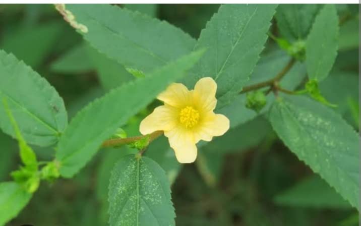 Buy Sida acuta medicinal /cheeseweed, clock , common fanpetals, common ...