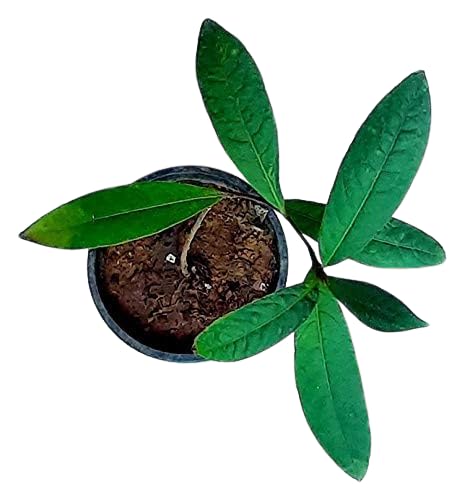 MANISHA'S DAFFODILS Terminalia arjuna (Maruthu/Neermaruthu/Marutham ...