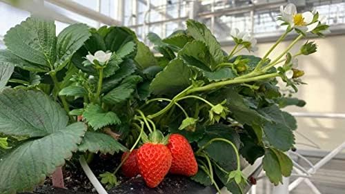 Greenursery Strawberry Fruit Indoor Plant Live with Pot All Season ...