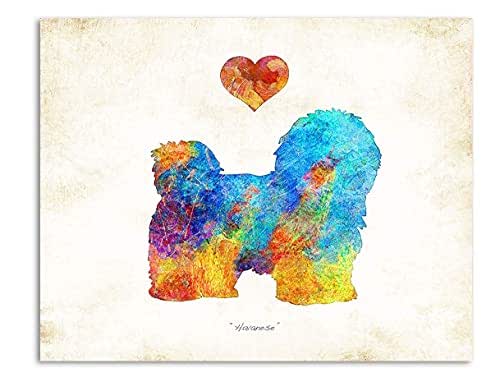 Amazon.com: HAVANESE Dog Breed Art Print by Dan Morris : Home & Kitchen