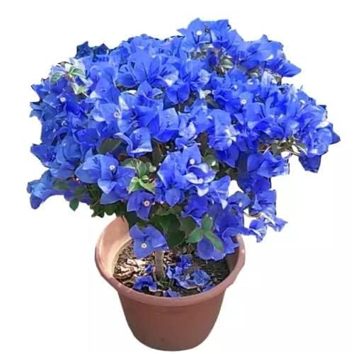 SEEDTREES Bougainvillea Blue Color Flower Plant Live : Amazon.in ...