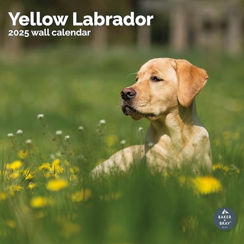 Baker and Bray Siberian Husky Calendar 2025, Large Square Wall Calendar ...