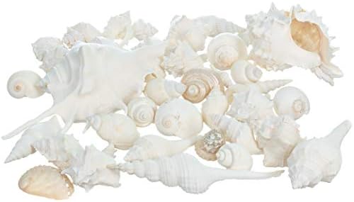 Amazon.com: Tumbler Home White Sea Shell Mix with Aqua Sea Glass | Set ...