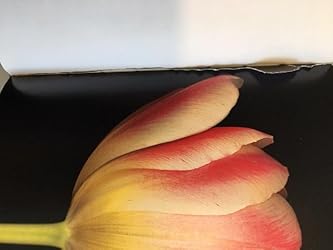 Amazon.com: The Infinite Tulip: 9780821228746: Feinstein, Harold: Books