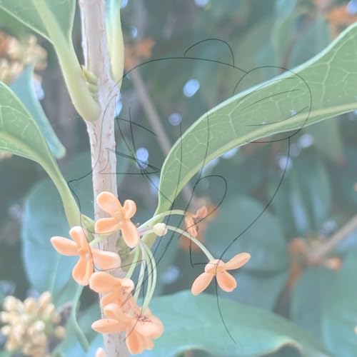 Amazon MusicでMASHITOの雨想うを再生する