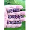 Amazon.com : Pack of 3 Live Rare Exotic Lithops Optica cv. Rubra 1-2 ...