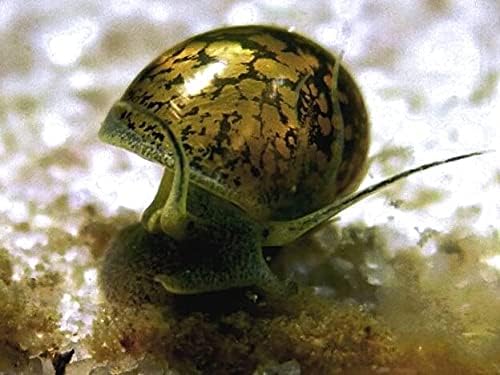 Lincolnshire Pond Plants Ltd - 5x Tadpole Bladder Pond Snail Aquarium ...