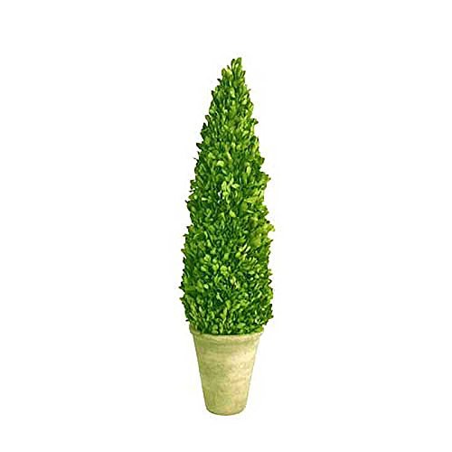 Amazon.com - Tradingsmith Preserved Boxwood Cone Tree Topiary 16"