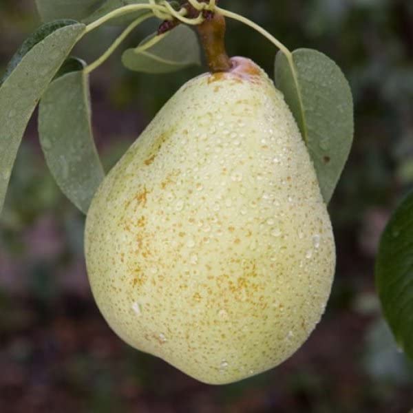 Royal Paradise Garden Rare Pear " Invincible " Exotic 20 Fruit Seeds ...