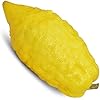 Amazon.com: Lulav and Etrog Set for Sukkot - Lulav Esrog Haddassim ...