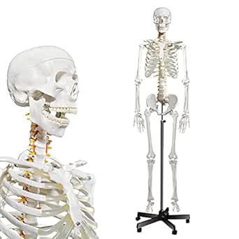 Articulated Human Skeleton Model 5.9 Feet Tall Anatomically Correct ...