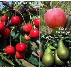 Fruit Trees Set Starter : Amazon.co.uk: Garden