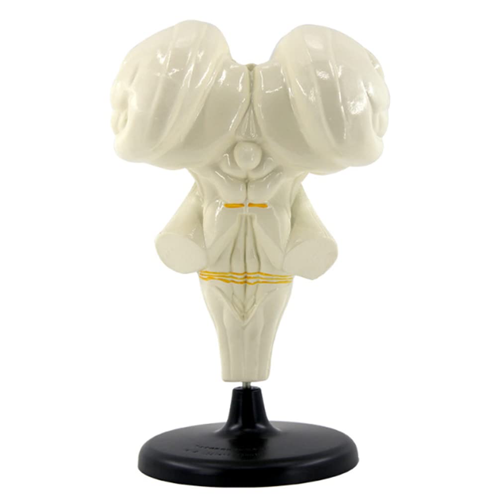 Buy Anatomy Model, Brainstem Magnification Model Brainstem Structure ...