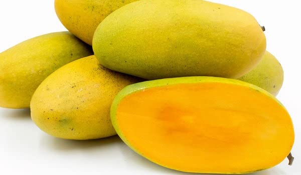 Cloud Farm Live Dasheri/Dashehari Mango Grafted Fruit Plant - Healthy ...