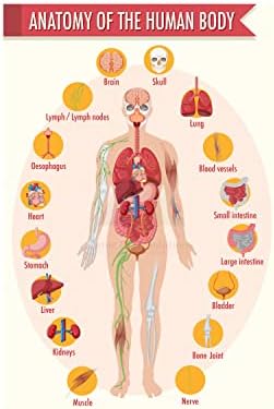 Anne Print Solutions® Anatomy Of Human Body Posters (Without Frame) For ...