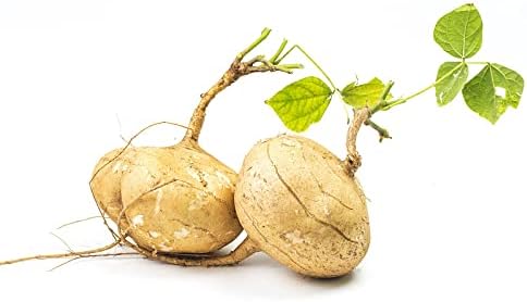 Amazon.com : 200+ Jicama Seeds for Planting - High Yield - Non-GMO ...