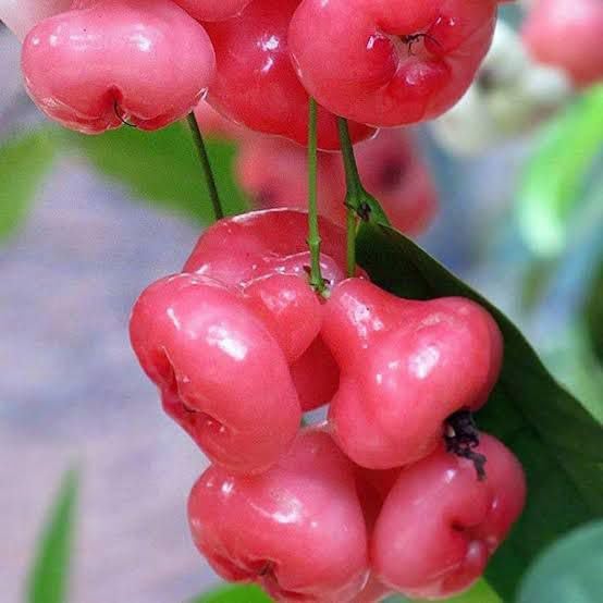 Whater Apple Jamrul Fruit Tree Plant, Rose Apple, Jamrul, Jamun Red ...