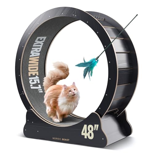 6 Best Cat Exercise Wheels For Optimal Indoor Exertion