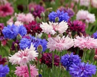 Golden Hills Farm Cornflower Dwarf Double Polka Dot Mix Flower 100-509 ...