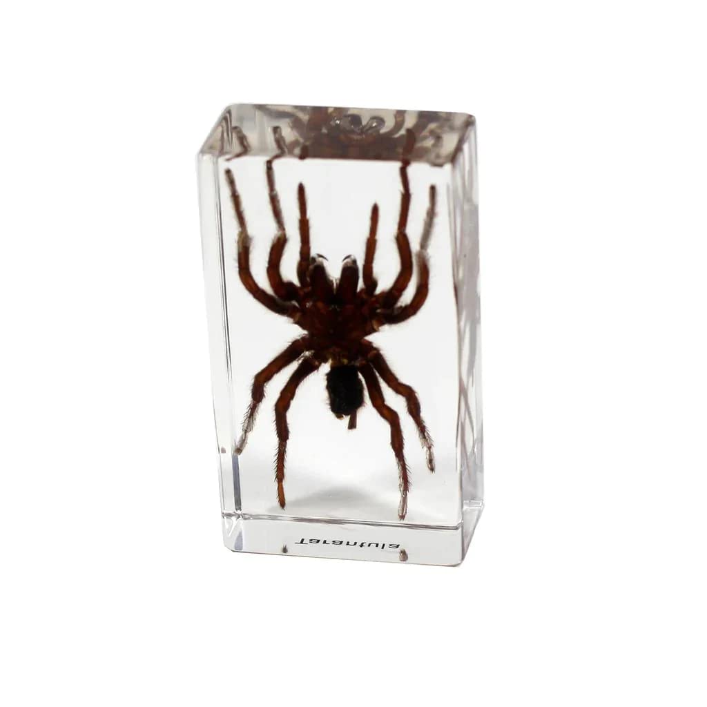 Amazon.com: Tarantula Display in Acrylic Paperweight Real Tarantula in ...