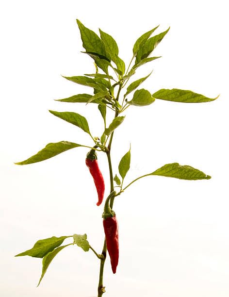 Sky Nursery Chilli Tree plant |chilli plants for home garden | Live ...
