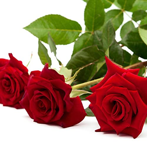 Semi Rosa → Classifica dei Più Venduti Online nel 2025