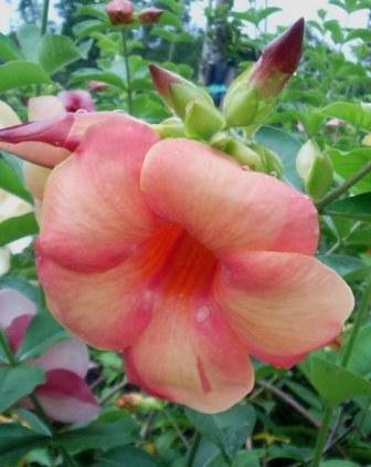 Diamond Rose Nursery Tagar Variegated Live Plant : Amazon.in: Garden ...