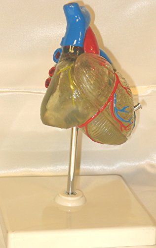 Amazon.com: Transparent Heart Anatomical Model, Life Size : Industrial ...