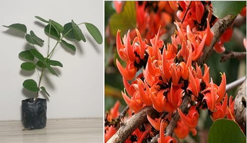 Golden Hills Farm 15 seeds Butea monosperma Palash White tree seeds ...