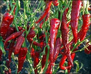 Kashmiri Chilli | Red Chilli Seeds | mirchi Seeds (Pack of 30+ Seeds ...