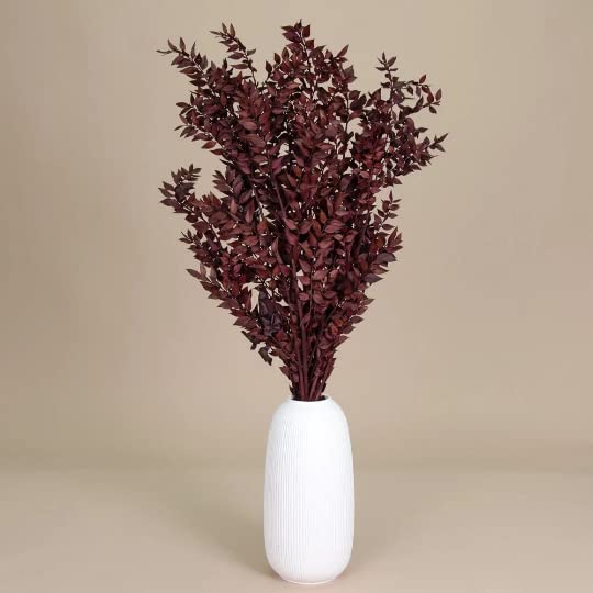 Amazon.com: Burgundy Italian Ruscus Dried 5 Stems/Preserved Ruscus ...