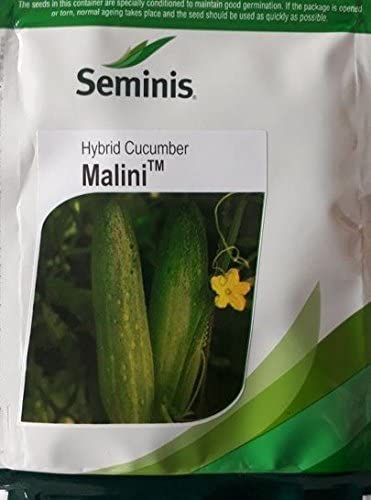 MONSANTO (SEMINIS) Cucumber Seeds Malini Hybrid Cucumber Variety ...