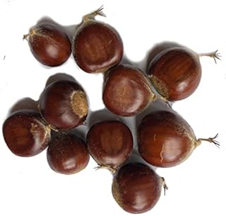 Growing Chestnuts From Seed: A Step-By-Step Guide | ShunCy