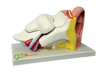 GD ANATOMICALS® Highly Detailed Human Ear Model - Lifesize Anatomical ...