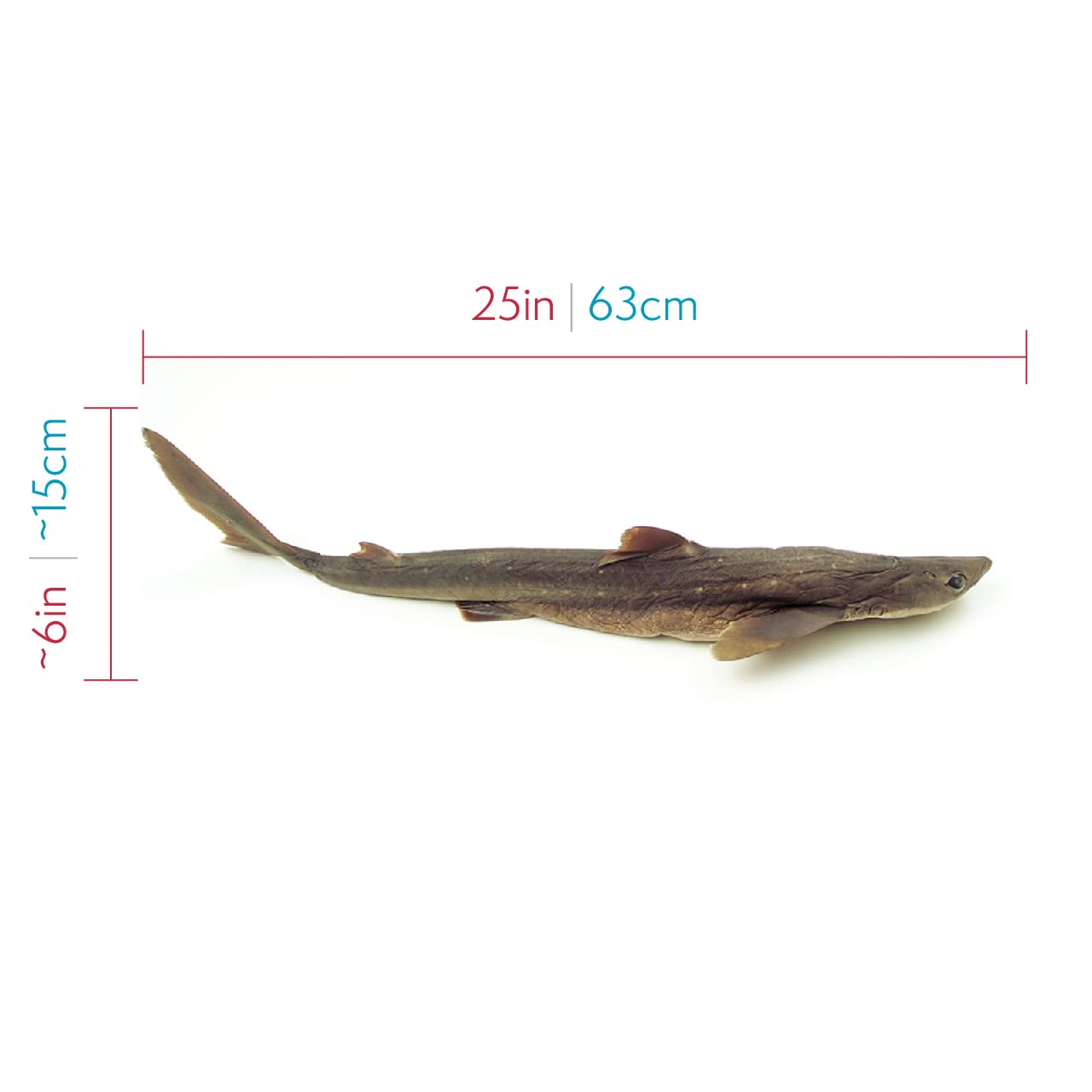Dogfish Anatomy And Dissection Guide