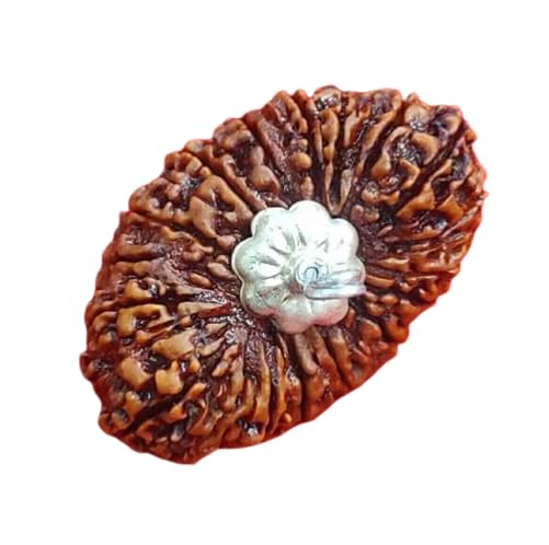 Buy QGEM 19 Mukhi Rudraksha Original Certified 19 Face Rudraksha 28mm ...