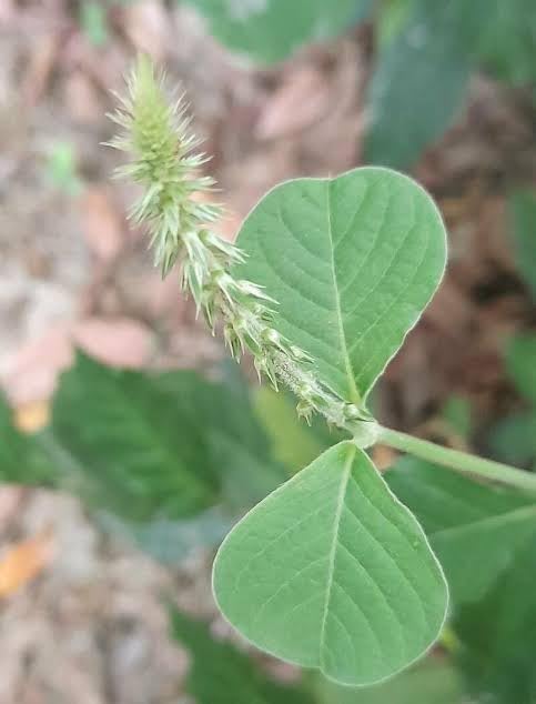Buddha/Budh/Mercury planet/Apamarga - Chirachiata - Prickly Chaff ...