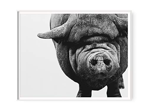 Amazon.com: Vintage Black and White Pig Picture | Fat Wrinkly Piggy ...