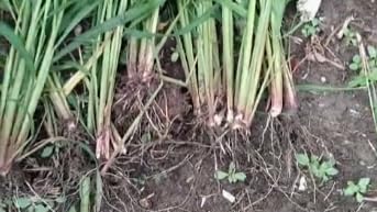 Super Mombaca F1 / Super Mombasa / Super Guinea Grass