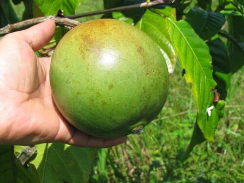 ¿Qué otro nombre recibe el borojó?: Descubre la fruta tropical de ...