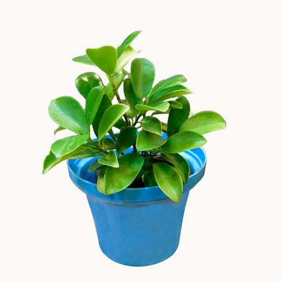Mphmi Plants Amazingplant Ficus Panda - Plant truncata : Amazon.in ...