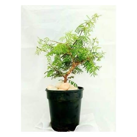 SAMI plants Hindi Name-Chikur, Rhejri, Chonkar, Sami, Shami SelpLine ...