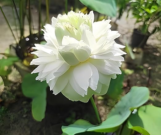 GOLDEN GLOW Rare All Season White Hybrid Lotus Live Plant Tuber Bulb ...